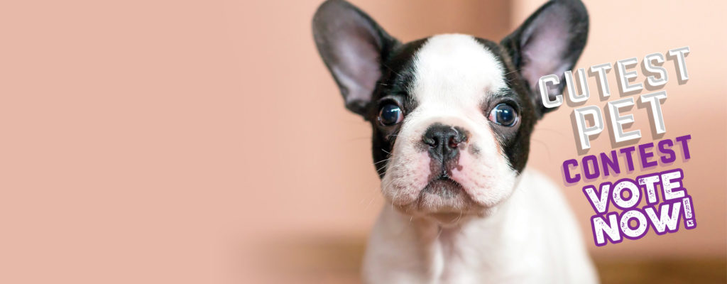 2017 Pet Contest Voting is LIVE