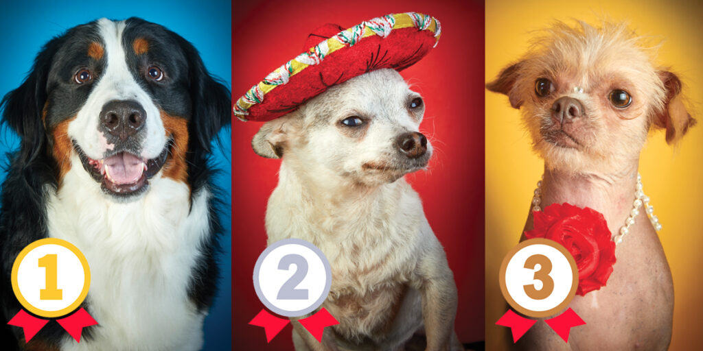 Meet the 2019 Cutest Pet Contest Winners – Central Florida Lifestyle