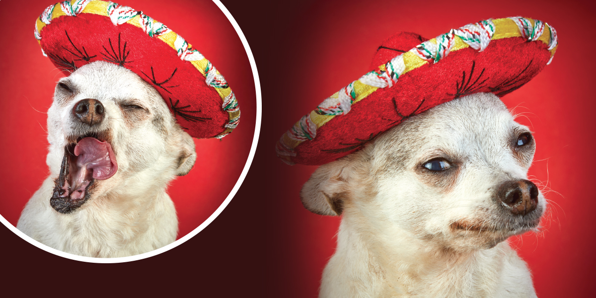 Meet the 2019 Cutest Pet Contest Winners – Central Florida Lifestyle