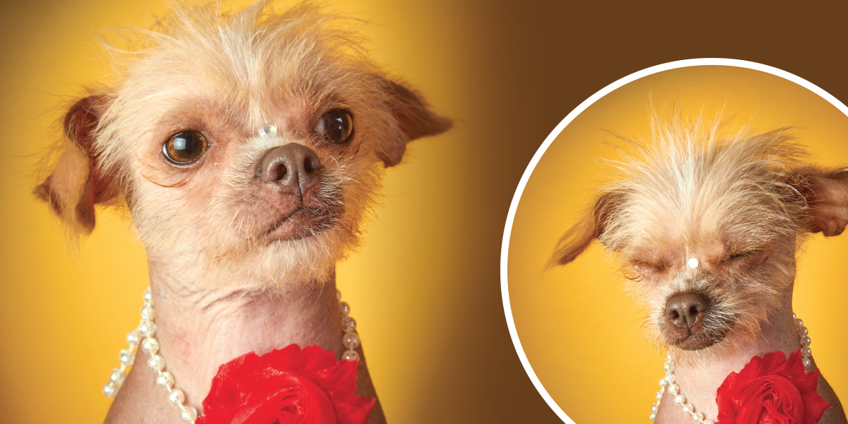 Meet the 2019 Cutest Pet Contest Winners – Central Florida Lifestyle