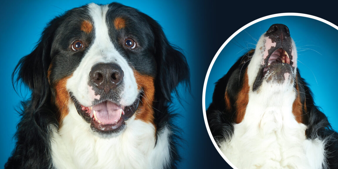 Meet the 2019 Cutest Pet Contest Winners – Central Florida Lifestyle