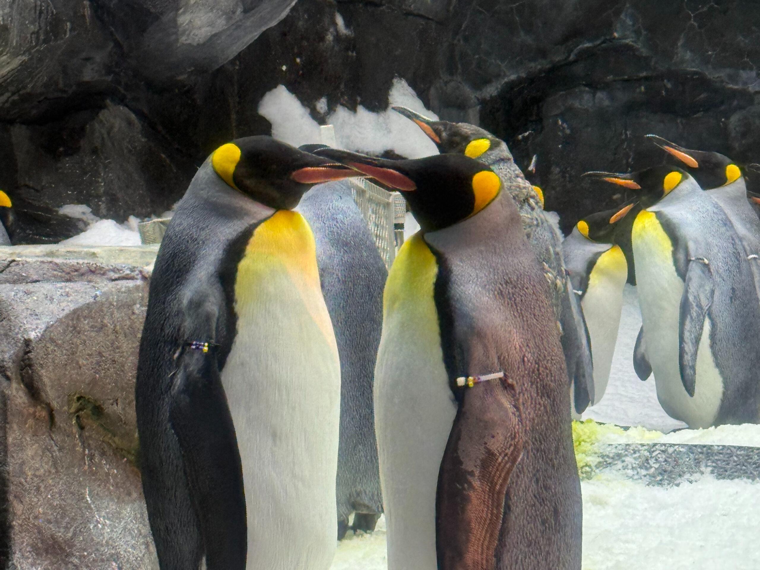 SeaWorld’s Transformation: From Controversy to Cutting-Edge ...