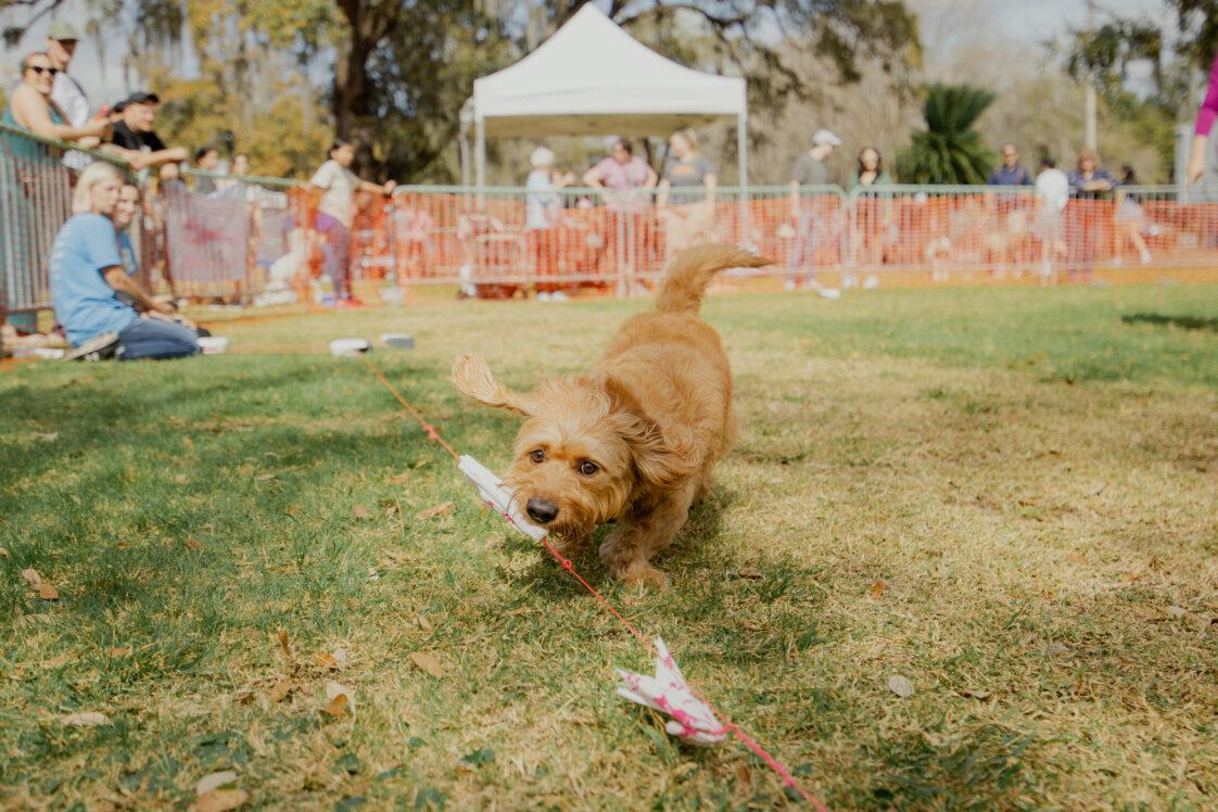 Paws in the Park 2025: The Largest Pet Festival Returns to Orlando ...