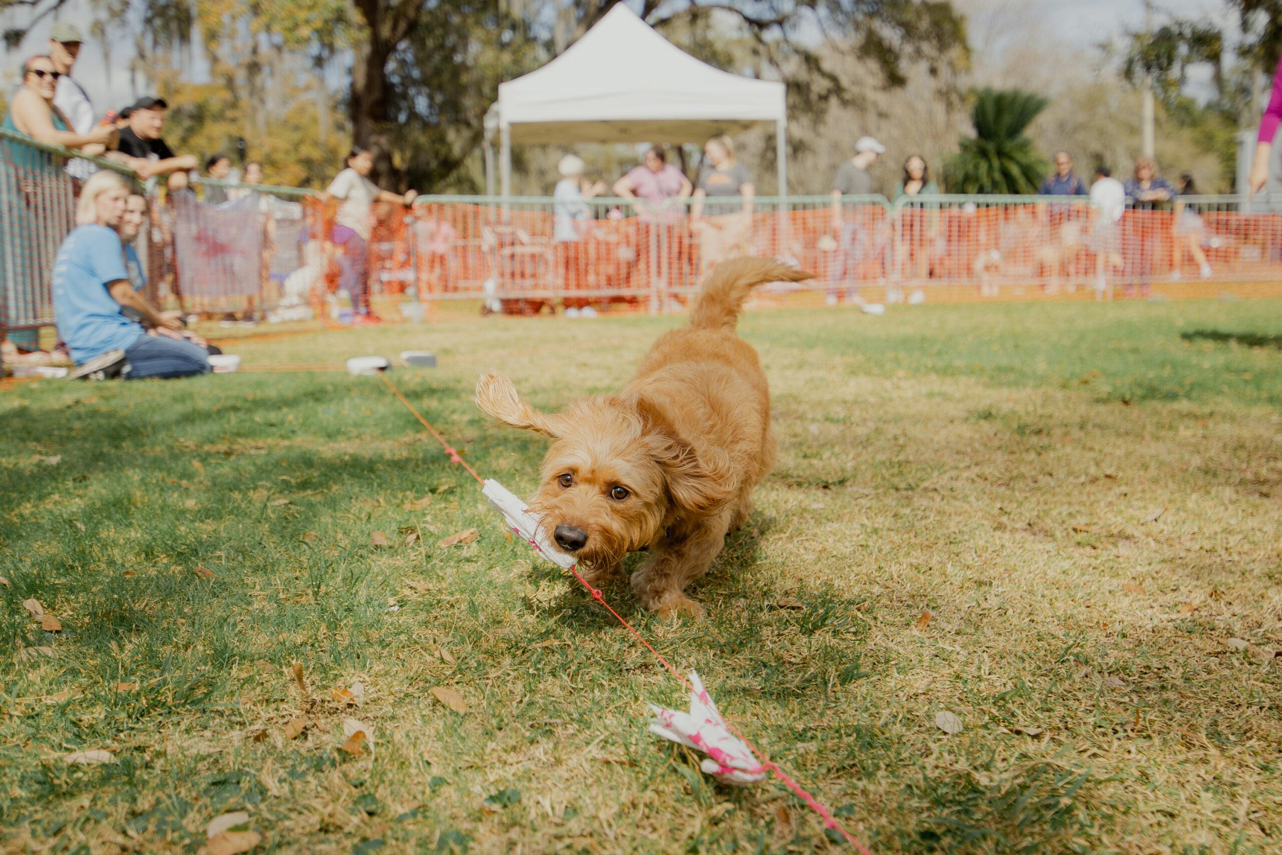 Paws in the Park 2025: The Largest Pet Festival Returns to Orlando ...