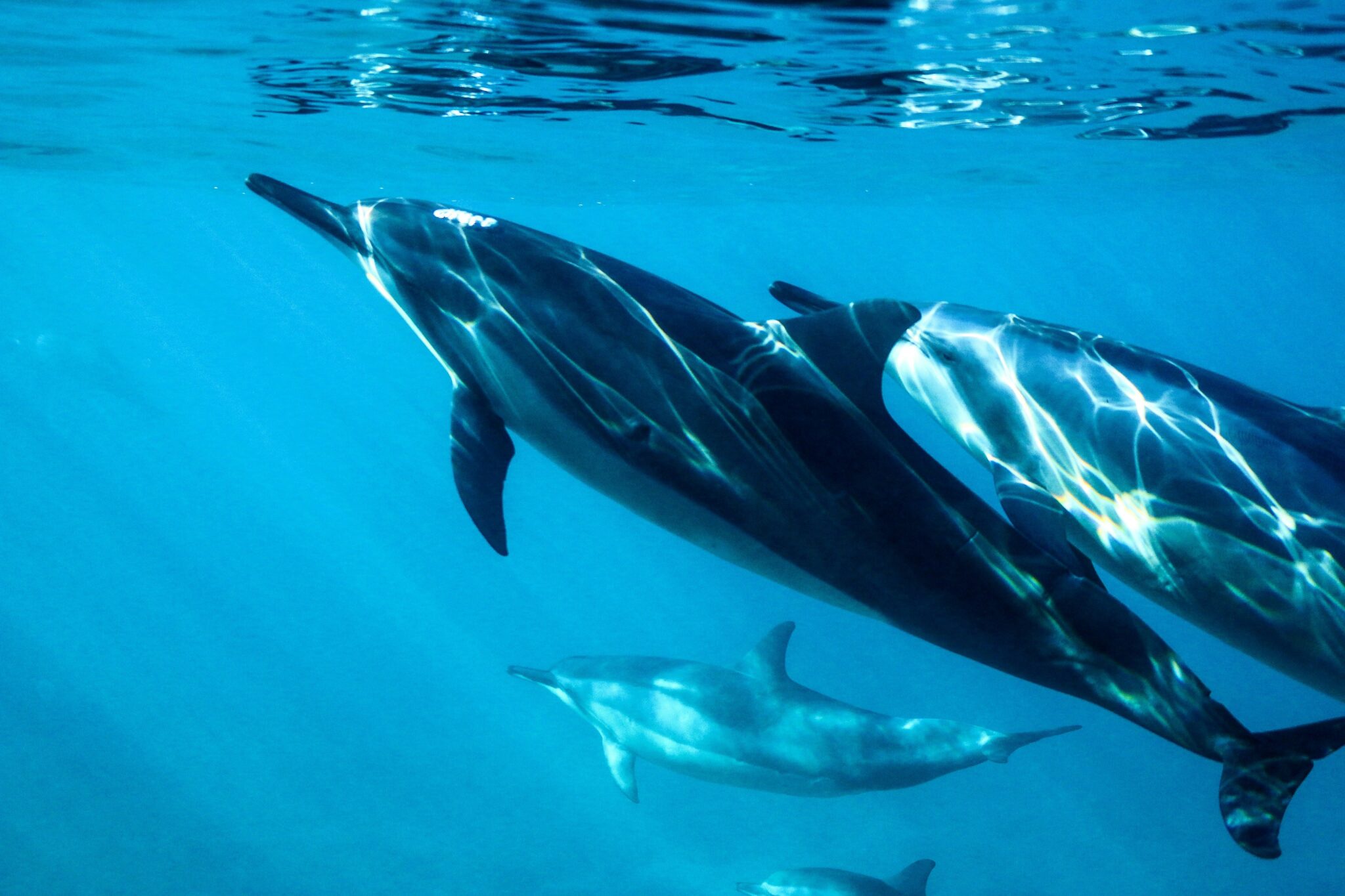 Google and Research Partners Introduce DolphinGemma, an AI Model for ...