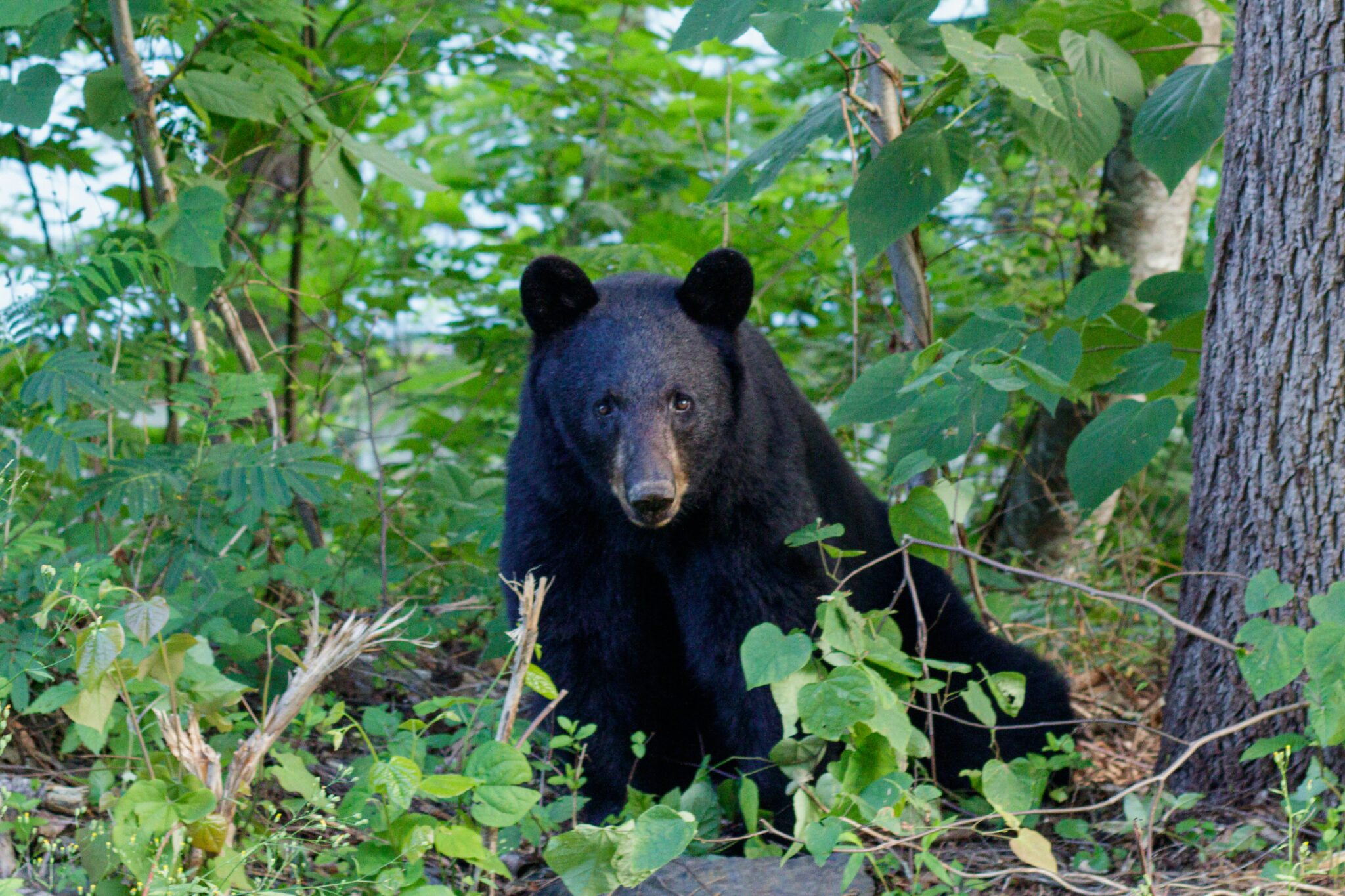 FWC Confirms First Florida Fatal Black Bear Attack Following Collier ...